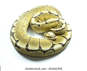 Ball Python On White Background Stock Photo 691641958 | Shutterstock
