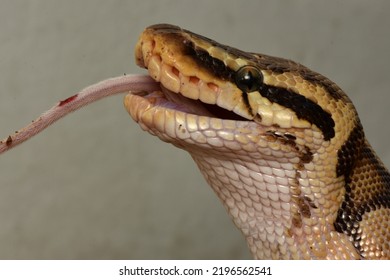 Ball Python Phyton Regius African Snake Stock Photo 2196562541 | Shutterstock