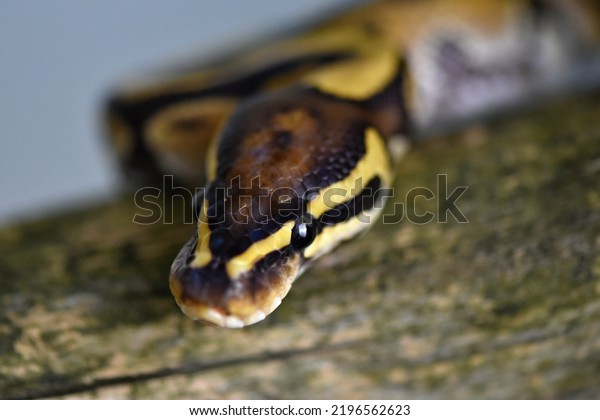 Ball Python Phyton Regius African Snake Stock Photo 2196562623 ...