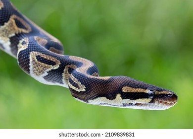 Ball Python Python Regius Called Royal Stock Photo (Edit Now) 2109839831