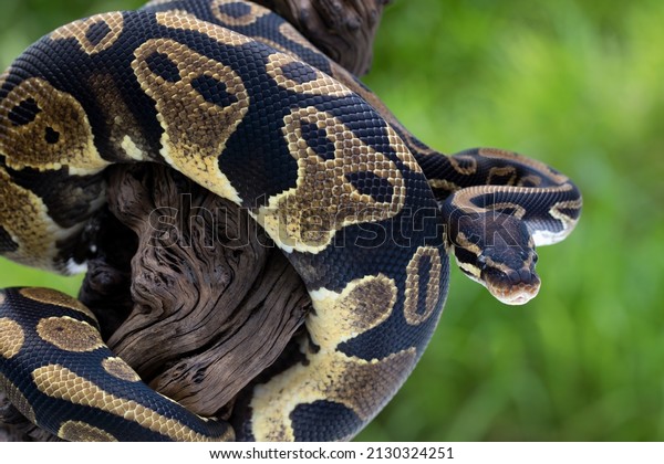9,560 Python Crawling Images, Stock Photos & Vectors | Shutterstock