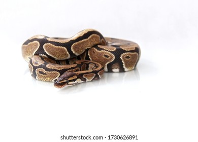 127 Normal ball python Images, Stock Photos & Vectors | Shutterstock