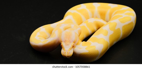 21 Lemon pastel ball python Images, Stock Photos & Vectors | Shutterstock