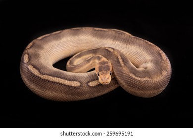 Ball Python Royal Python On Black Stock Photo 259695245 | Shutterstock