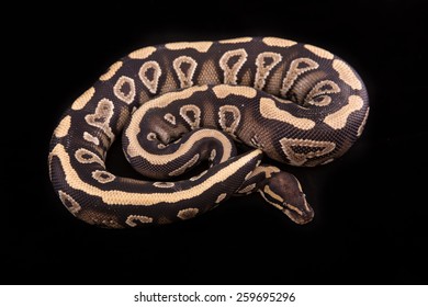 Ball Python Royal Python On Black Foto Stok 259695296 | Shutterstock