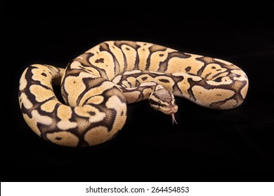 Ball Python Royal Python On Black Stock Photo 264454853 | Shutterstock