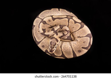 Ball Python Royal Python On Black Stock Photo (Edit Now) 264701132