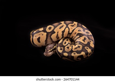 Ball Python Royal Python On Black Stock Photo (Edit Now) 264701210
