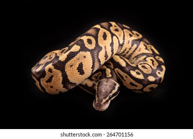 Ball Python Royal Python On Black Stock Photo 264701156 | Shutterstock