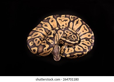 Ball Python Royal Python On Black Stock Photo 264701174 | Shutterstock