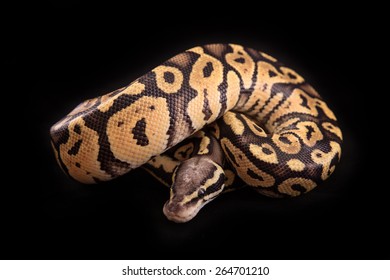 Ball Python Royal Python On Black Stock Photo (Edit Now) 264701210