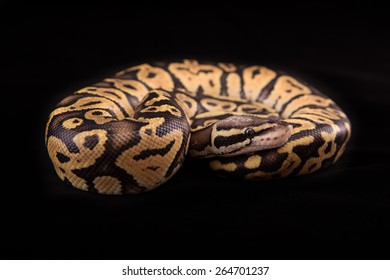 Ball Python Royal Python On Black Stock Photo (Edit Now) 264701156