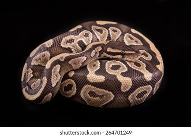 Ball Python Royal Python On Black Stock Photo 264701249 | Shutterstock