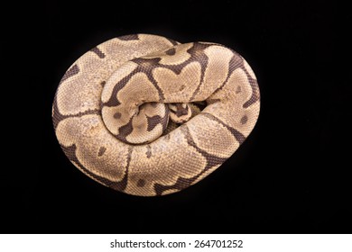Ball Python Royal Python On Black Stock Photo 264701186 | Shutterstock