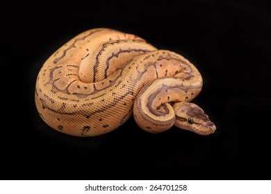 Ball Python Royal Python On Black Stock Photo (Edit Now) 264701258