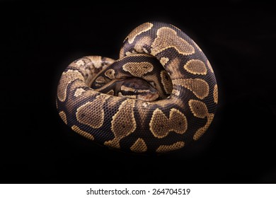 Ball Python Royal Python On Black Stock Photo 264704519 | Shutterstock