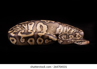 Ball Python Royal Python On Black Stock Photo (Edit Now) 264704537