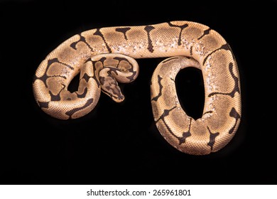 Ball Python Royal Python On Black 스톡 사진 265961831 | Shutterstock