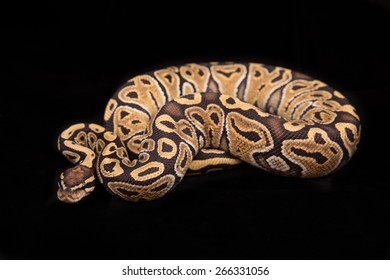 Ball Python Royal Python On Black Stock Photo (Edit Now) 266332277