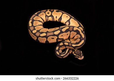 21 Lemon pastel ball python Images, Stock Photos & Vectors | Shutterstock