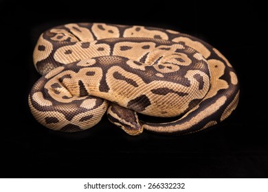 21 Lemon pastel ball python Images, Stock Photos & Vectors | Shutterstock