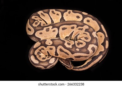 21 Lemon pastel ball python Images, Stock Photos & Vectors | Shutterstock