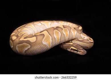 Ball Python Royal Python On Black Stock Photo 266332259 | Shutterstock