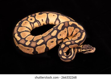 21 Lemon pastel ball python Images, Stock Photos & Vectors | Shutterstock