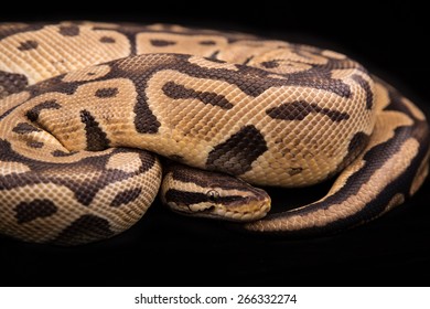 21 Lemon pastel ball python Images, Stock Photos & Vectors | Shutterstock