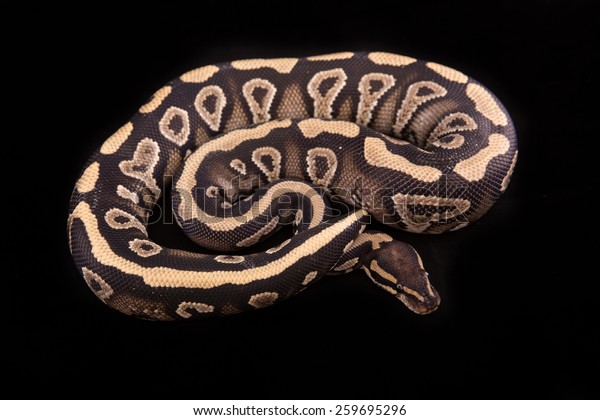 Ball Python Royal Python On Black Foto Stok 259695296 | Shutterstock