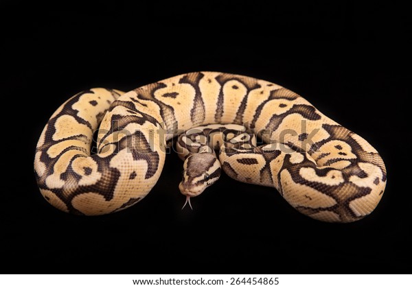 Ball Python Royal Python On Black Stock Photo 264454865 | Shutterstock