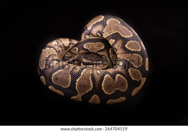 Ball Python Royal Python On Black Stock Photo 264704519 | Shutterstock