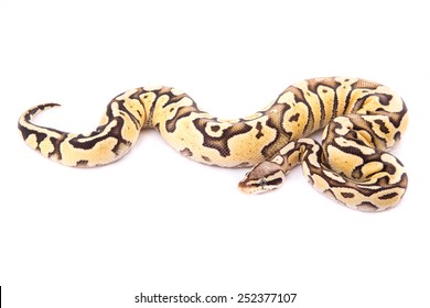 Ball Python Royal Python On White Stock Photo 252377035 | Shutterstock