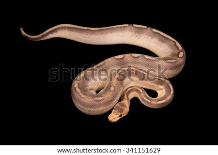 Ball Python Royal Python Python Regius Stock Photo (Edit Now) 341151629 - Shutterstock