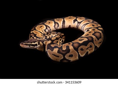 Ball Python Royal Python On Black Stock Photo (Edit Now) 264701210