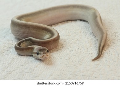 Ball Python Snake Aka Python Regius Stock Photo 2153916759 | Shutterstock