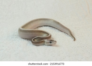 Ball Python Snake Aka Python Regius Stock Photo 2153916773 | Shutterstock