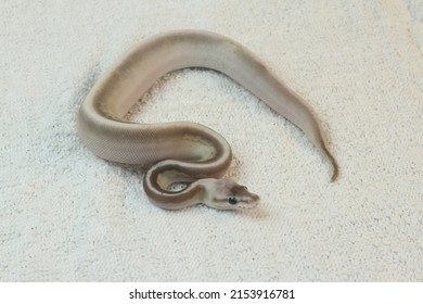 Ball Python Snake Aka Python Regius Stock Photo 2153916781 | Shutterstock