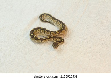 Ball Python Snake Aka Python Regius Stock Photo 2153920539 | Shutterstock