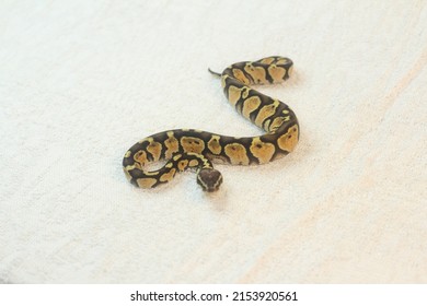 Ball Python Snake Aka Python Regius Stock Photo 2153920561 | Shutterstock