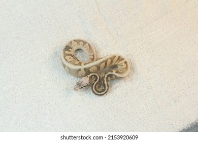 Ball Python Snake Aka Python Regius Stock Photo 2153920609 | Shutterstock