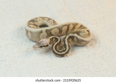 Ball Python Snake Aka Python Regius Stock Photo 2153920625 | Shutterstock