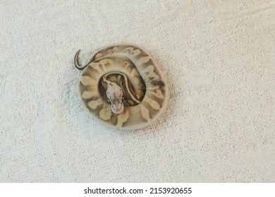 Ball Python Snake Aka Python Regius Stock Photo 2153920655 | Shutterstock