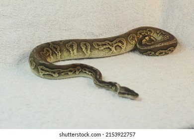 Ball Python Snake Aka Python Regius Stock Photo 2153922757 | Shutterstock