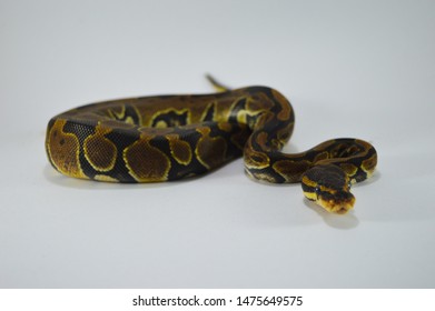 118 Normal royal python Images, Stock Photos & Vectors | Shutterstock