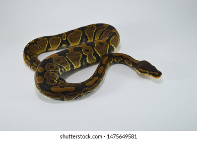 127 Normal ball python Images, Stock Photos & Vectors | Shutterstock