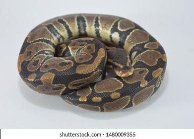 118 Normal royal python Images, Stock Photos & Vectors | Shutterstock