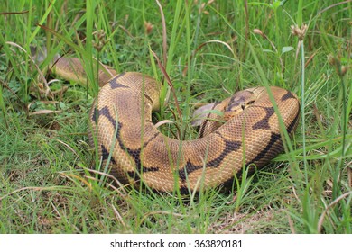 Ball Python Waiting Victim Out Open Stock Photo 363820181 | Shutterstock