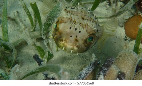 Balloon Fish Stock Photo 577356568 | Shutterstock