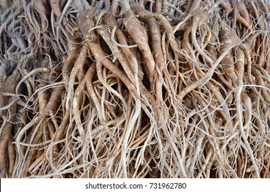 364 Balloon flower root 이미지, 스톡 사진 및 벡터 | Shutterstock